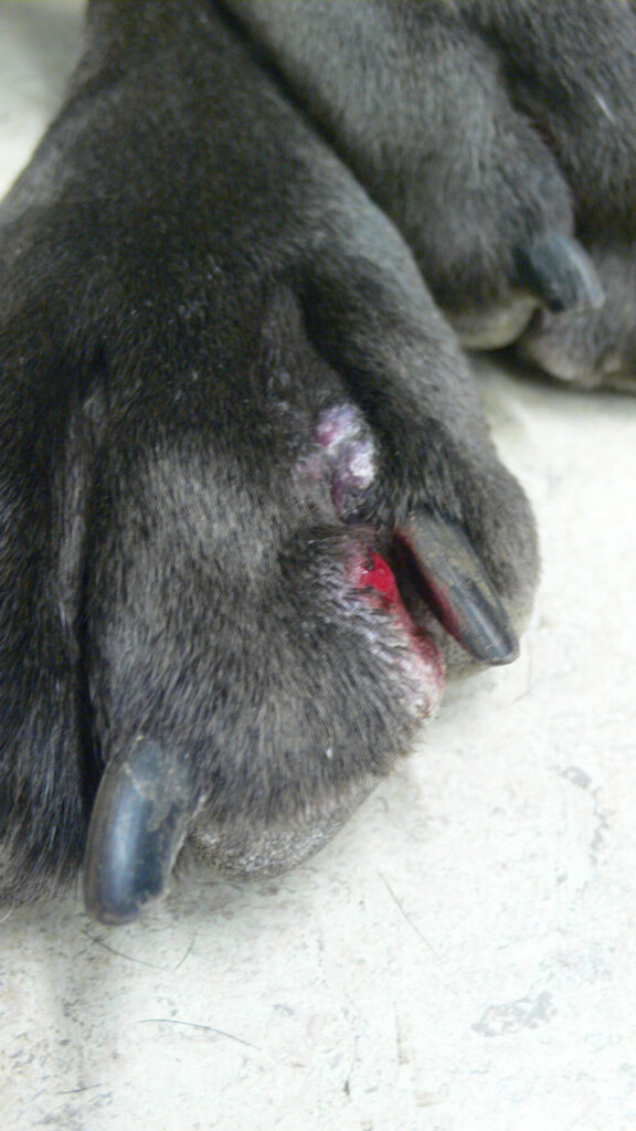 Pododermatitis | Willows UK | West Midlands