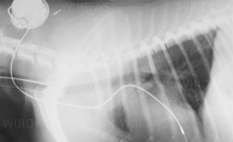 Pacemakers for Dogs | Willows Uk | West Midlands