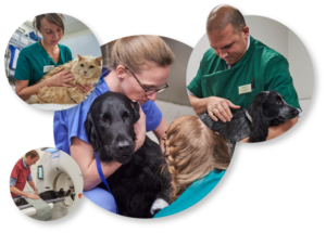 Home - Willows Vets - Veterinary Specialists - Birmingham - 24 hour ...