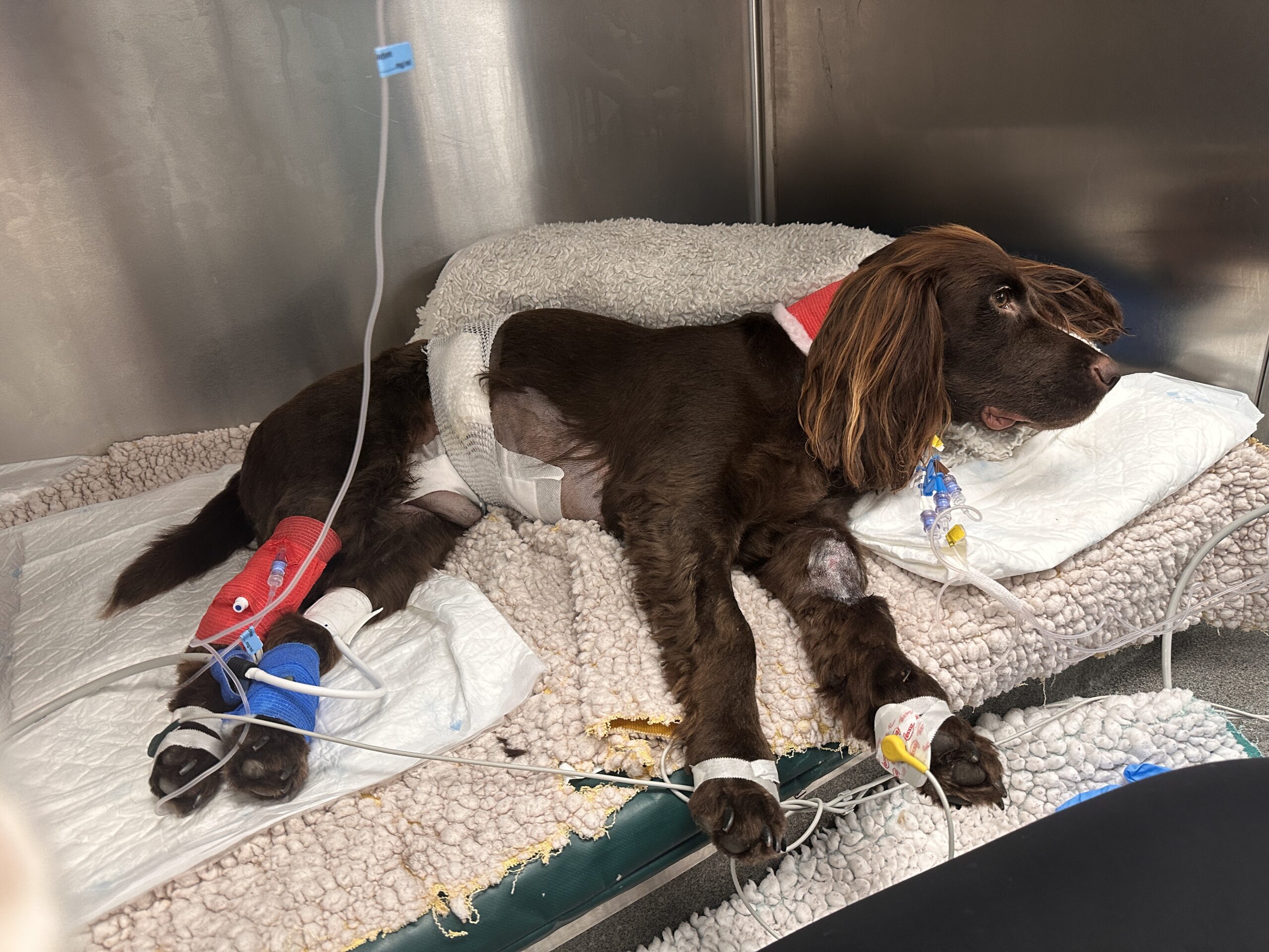 TENACIOUS TED SAVED AFTER DOUBLE SURGERY
